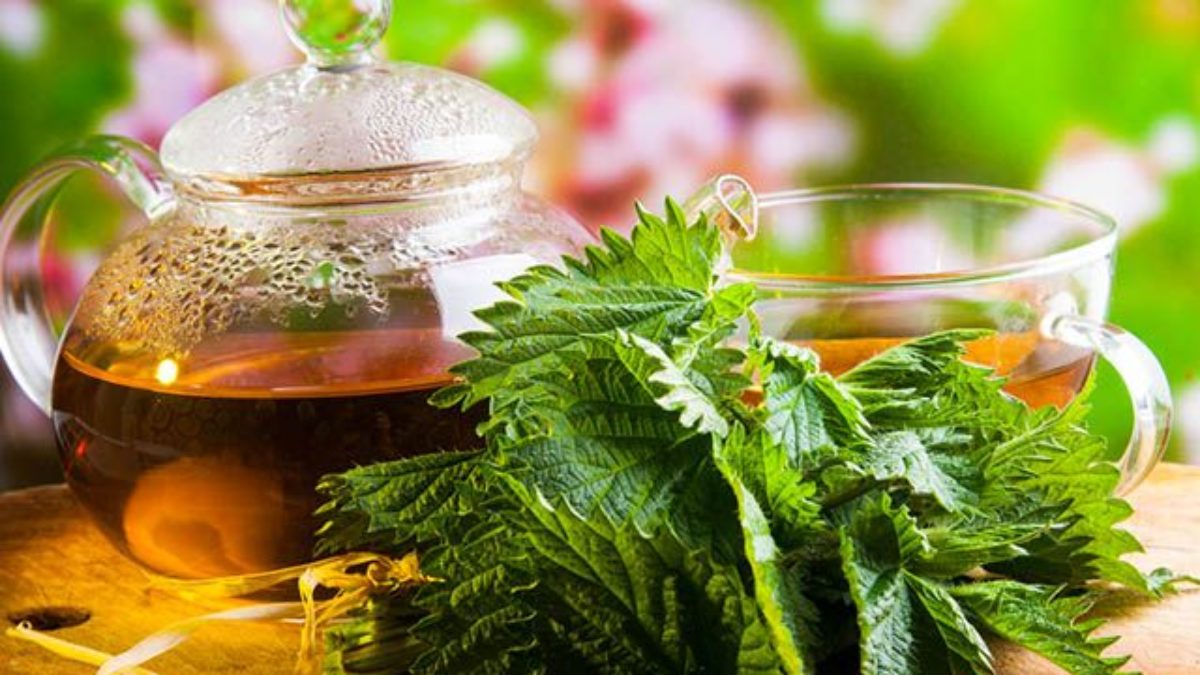 Urtiga – Benefícios e propriedades da raiz e seu chá - Sabedoria Pura