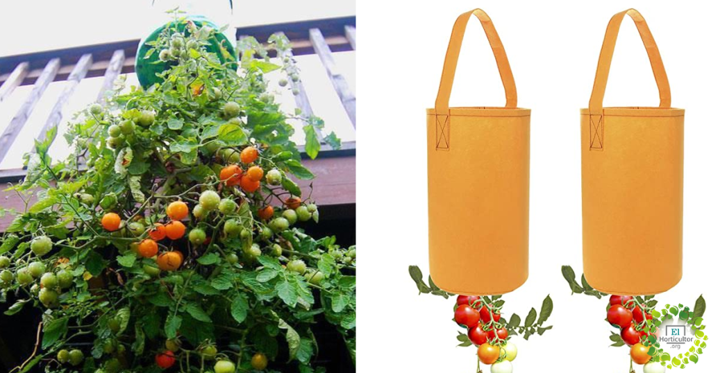 Como cultivar tomates invertidos. - Sabedoria Pura Como cultivar tomates invertidos. - Sabedoria Pura