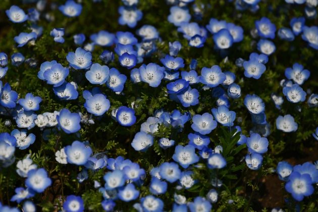 Como o azul apareceu na natureza e por que é tão pouco? - Sabedoria Pura