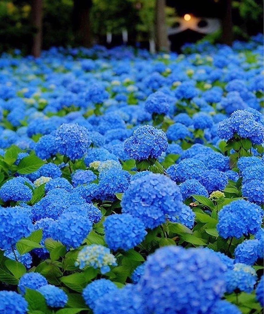 Como o azul apareceu na natureza e por que é tão pouco? - Sabedoria Pura